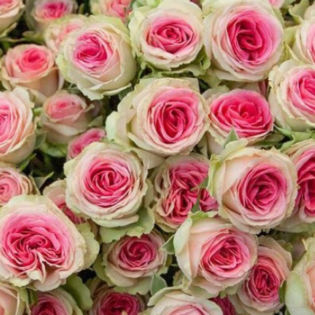 กุหลาบ ไอศครีม Gelato Rose เจลลาโต้ (ส่งติดตูมดอก) ดอกสีชมพูหวานๆ แบบ ...