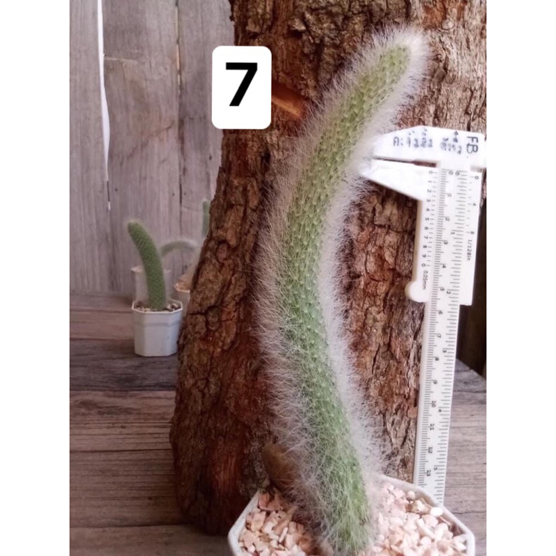 หางลิงขนฟู(เป็นไม้ราก)ทุกต้นแข็งแรงสมบูรณ์ | Shopee Thailand