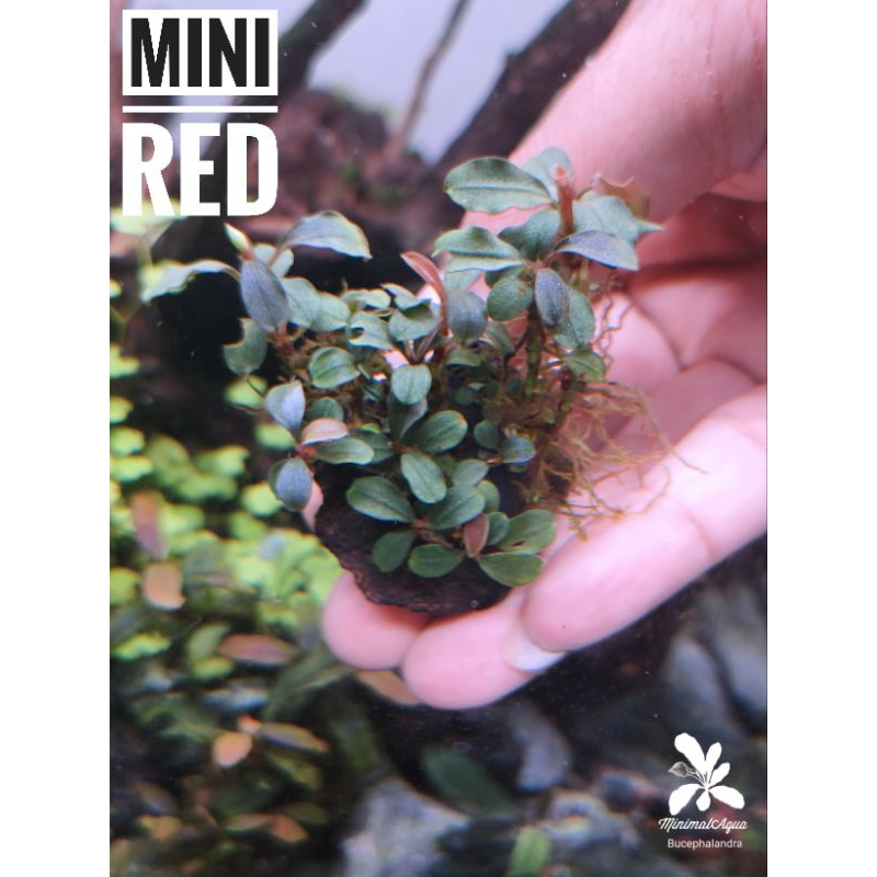 Bucephalandra,Bucep,บูเซป, Red Hades, Brownie SP., Brownie Mini Red ...