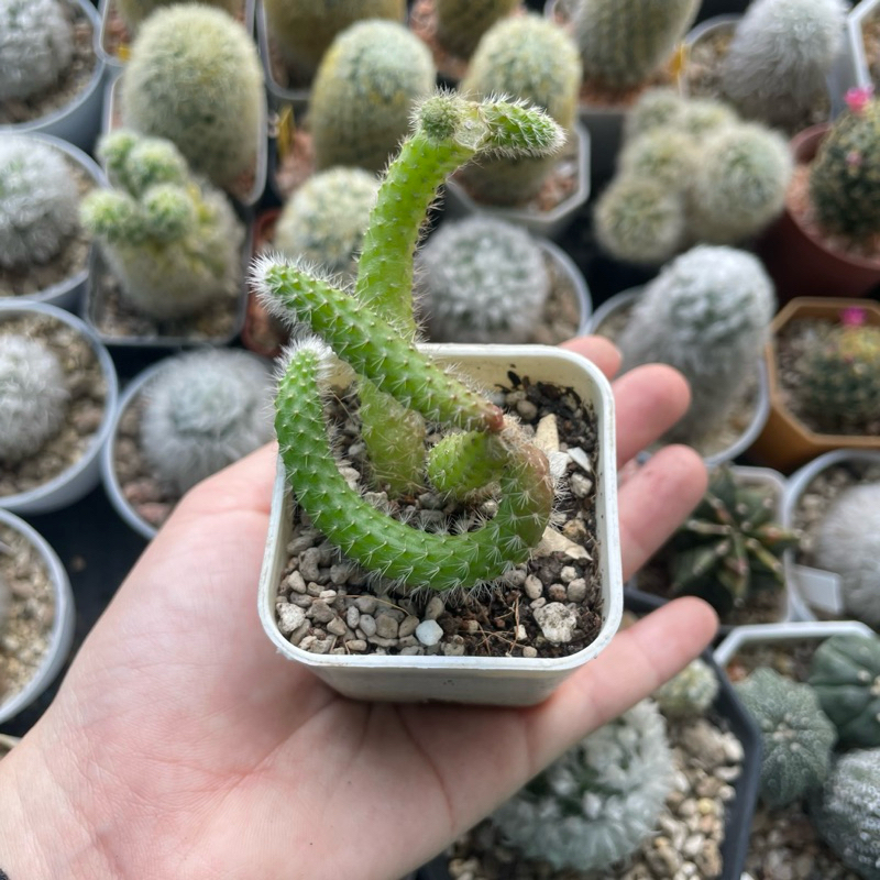 หางลิงไม้เมล็ด จำนวนสองต้น ขายยกพอต | Shopee Thailand