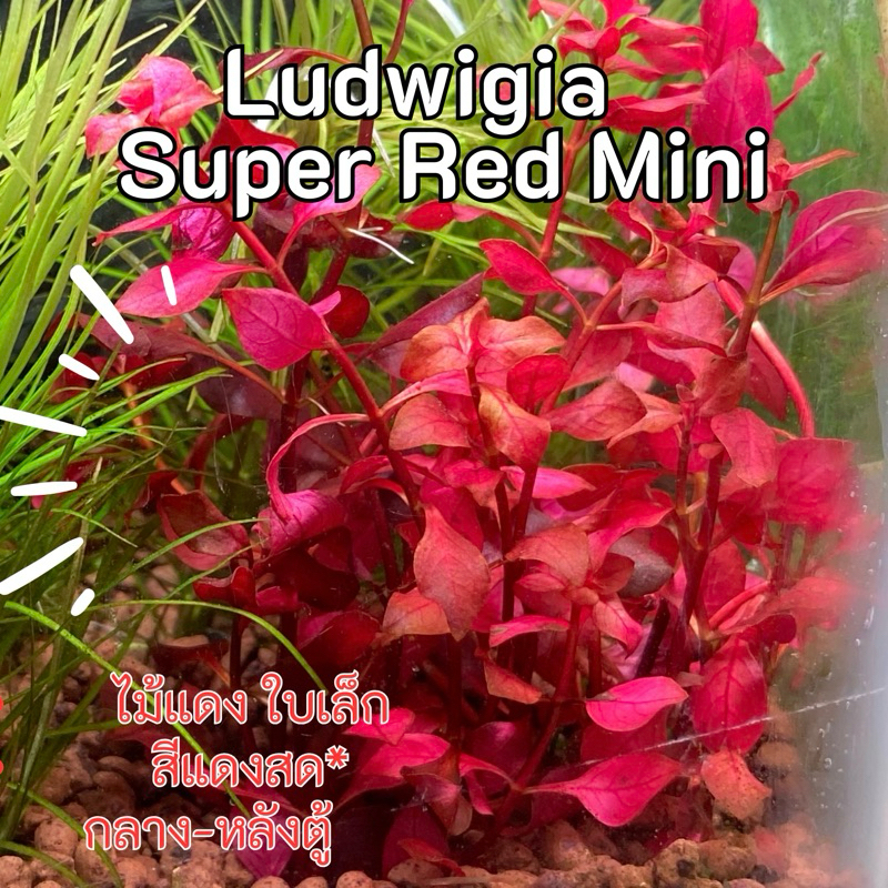 Ludwigia Super Red Mini ลัดวิเจีย มินิซุปเปอร์เรด ไม้น้ำสีแดงเข้มจนออก ...