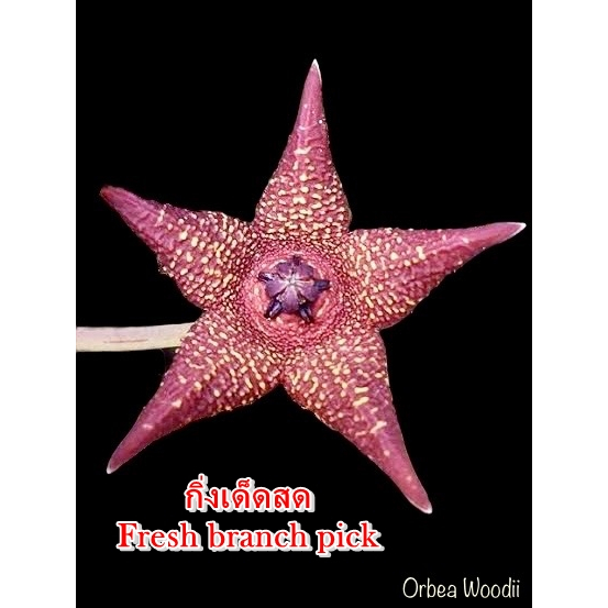 เก๋งจีน Orbea Woodii *กิ่งเด็ดสด* แคคตัส ไม้อวบน้ำ Cactus and Succulent ...