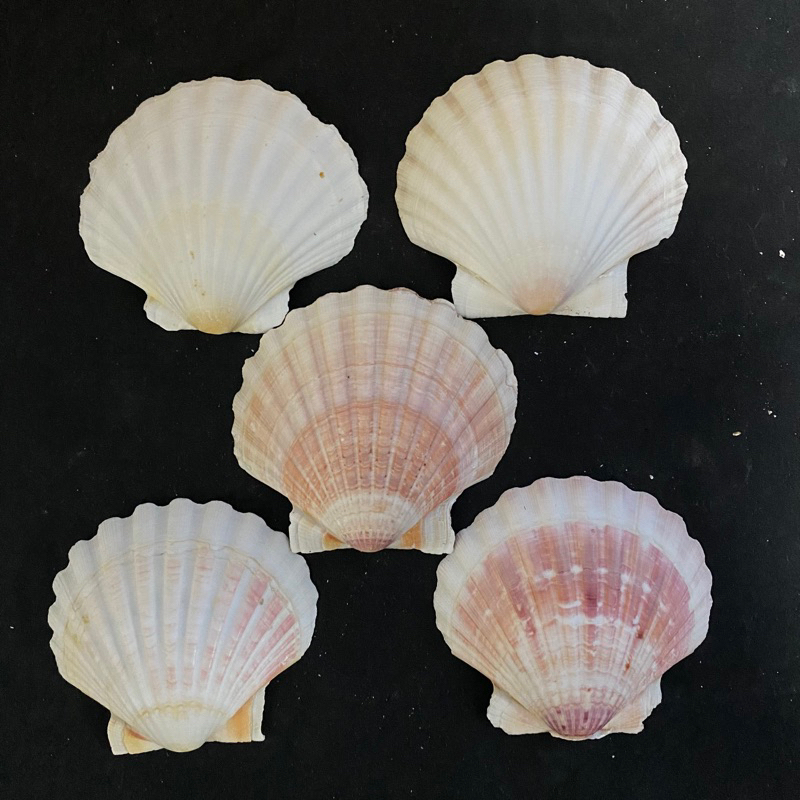 หอยเชลล์ขาวตัวใหญ่ 5 ชิ้น big white sallop shell 10-13cm A grade high ...