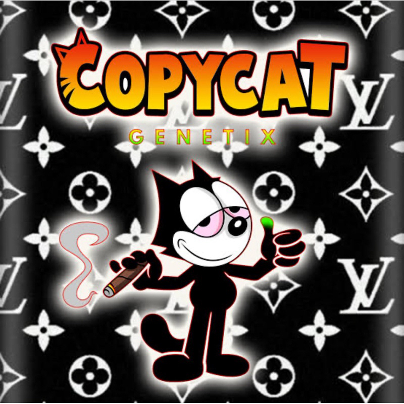 The Sugar Baby S1 (Copycat Genetic) | Shopee Thailand