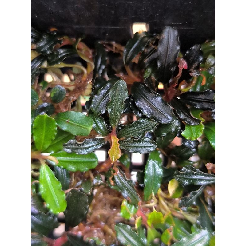 บูเซ็ป mini phantom พันหิน 1 ถาด ใบบก | Shopee Thailand