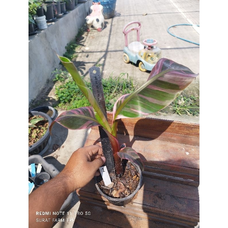 กล้วยโนโนะ Musa Nono Banana Variegated New Rare Tissue Culture Plants ...