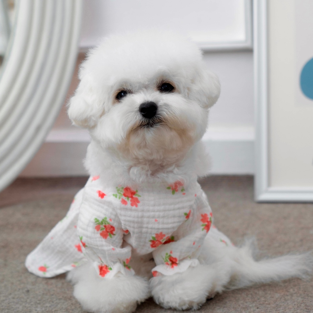 Pawxie - Mimi ชุดหมาแมว สีขาว ลายดอกไม้สีชมพู | Shopee Thailand