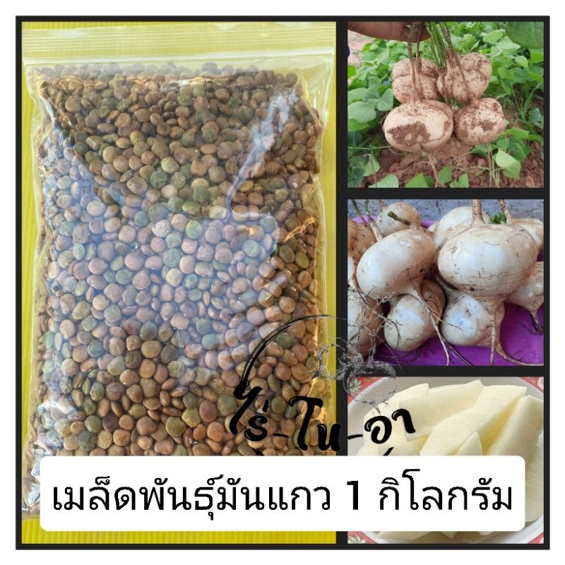 เมล็ดพันธุ์มันแกว 1 กิโลกรัม เมล็ดใหม่ หมดอายุ 30/10/2567 | Shopee Thailand