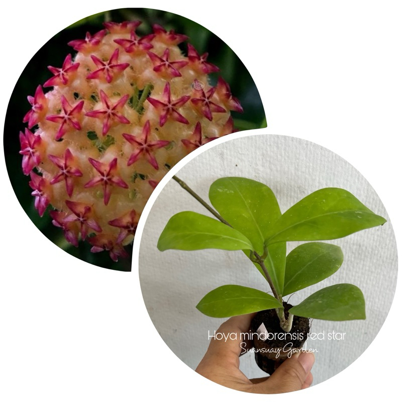 Hoya mindorensis red star โฮยาดอกกลม สีสันสดใส เลี้ยงง่าย โตเร็ว จัดส่งในกระถางขนาด 1 นิ้ว ...
