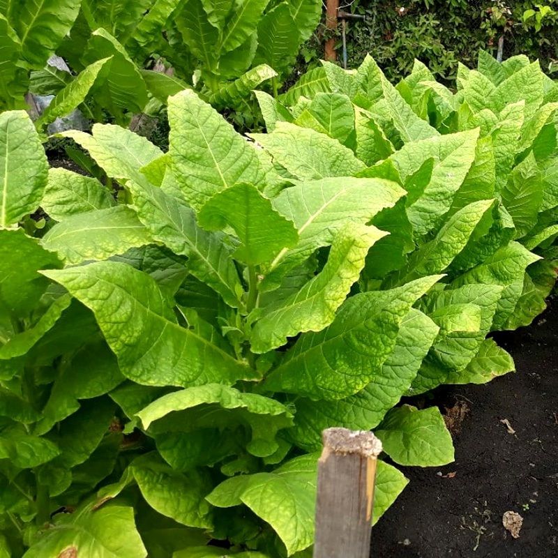 Premium Tobacco Dubek Seeds Pack - ปลูกฝังยาสูบแท้ที่บ้าน เหมาะสำหรับ ...