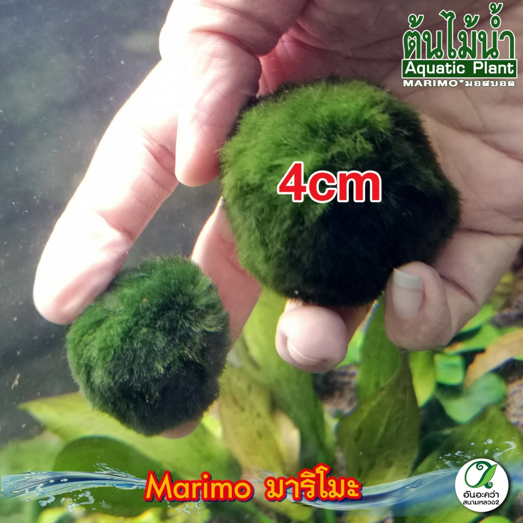 สาหร่ายมาริโมะ Marimo ของแท้เลี้ยงง่าย | Shopee Thailand