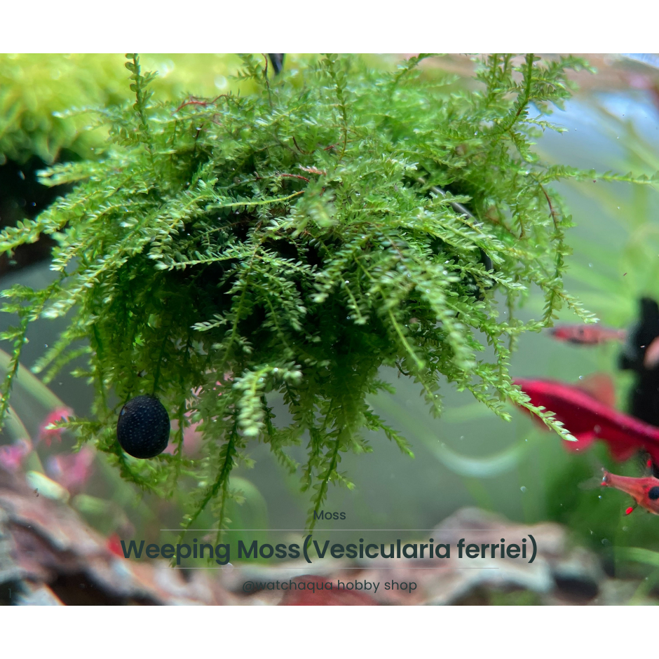 Weeping Moss (Vesicularia ferriei) | Shopee Thailand