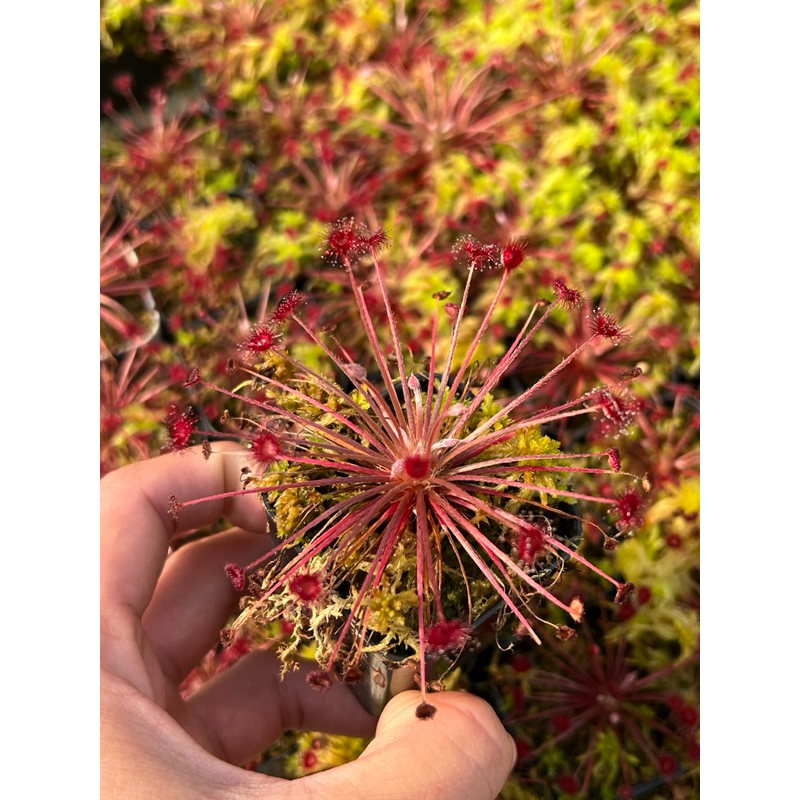 ไม้กินแมลง หยาดน้ำค้าง Drosera paradoxa (Sundew) | Shopee Thailand