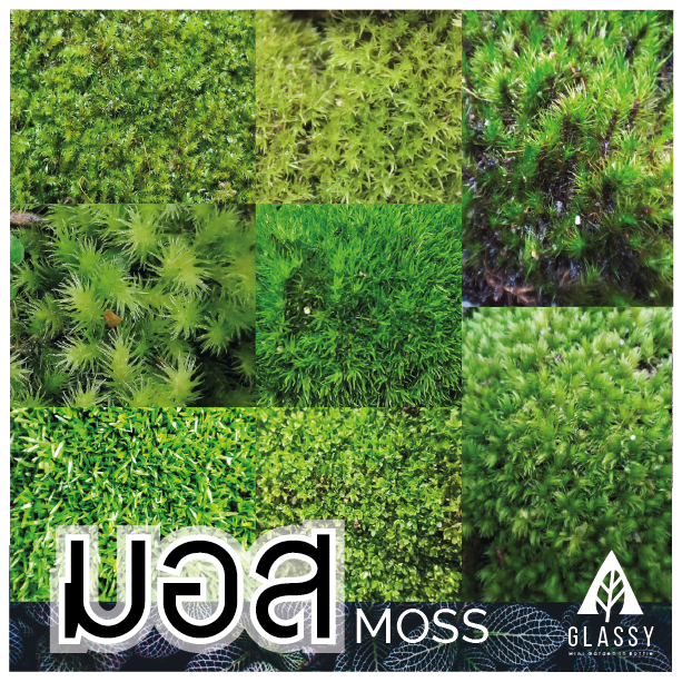 มอสสด พร้อมส่งหลายชนิด Moss จัดสวนขวด จัดตู้ชื้นน้ำตก ตู้ไม้น้ำ ...