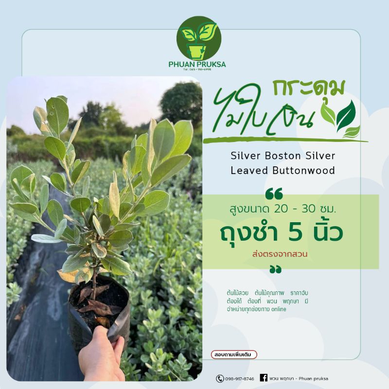 ต้นกระดุมไม้ใบเงิน Silver Boston สูง 22-30 ซม. Silver Leaved Buttonwood ...