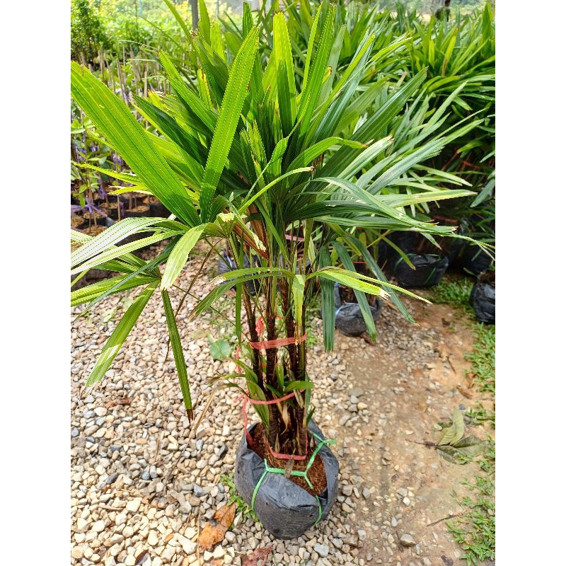 ต้นจั๋งเชียงใหม่ เป็นต้นไม้ที่ช่วยฟอกอากาศได้ดี ตุ้มละ 4-5 ลำ สูงประมาณ ...