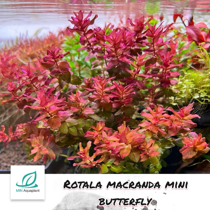 โรทาล่ามาครานด้ามินิบัตเตอร์ฟลาย Rotala macrandra mini butterfly ต้นไม้ ...