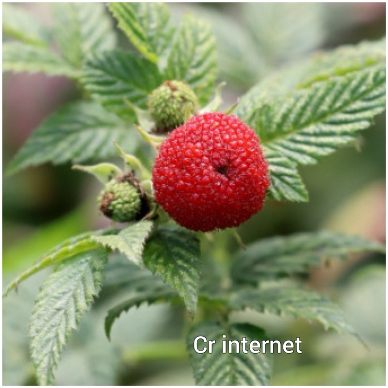 New! Red Native Raspberry เมล็ดนาทรีฟสีแดง ราสเบอร์รี่ | Shopee Thailand