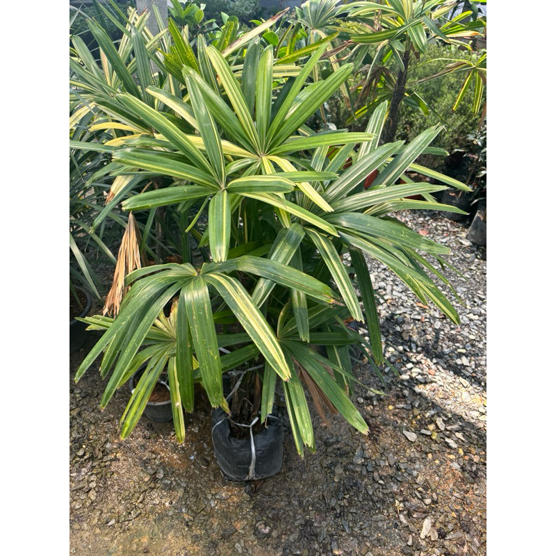 ต้นจั๋ง ใบด่าง 🌿 ต้นไม้ฟอกอากาศ ต้นไม้ดูดสารพิษ60-90cm | Shopee Thailand