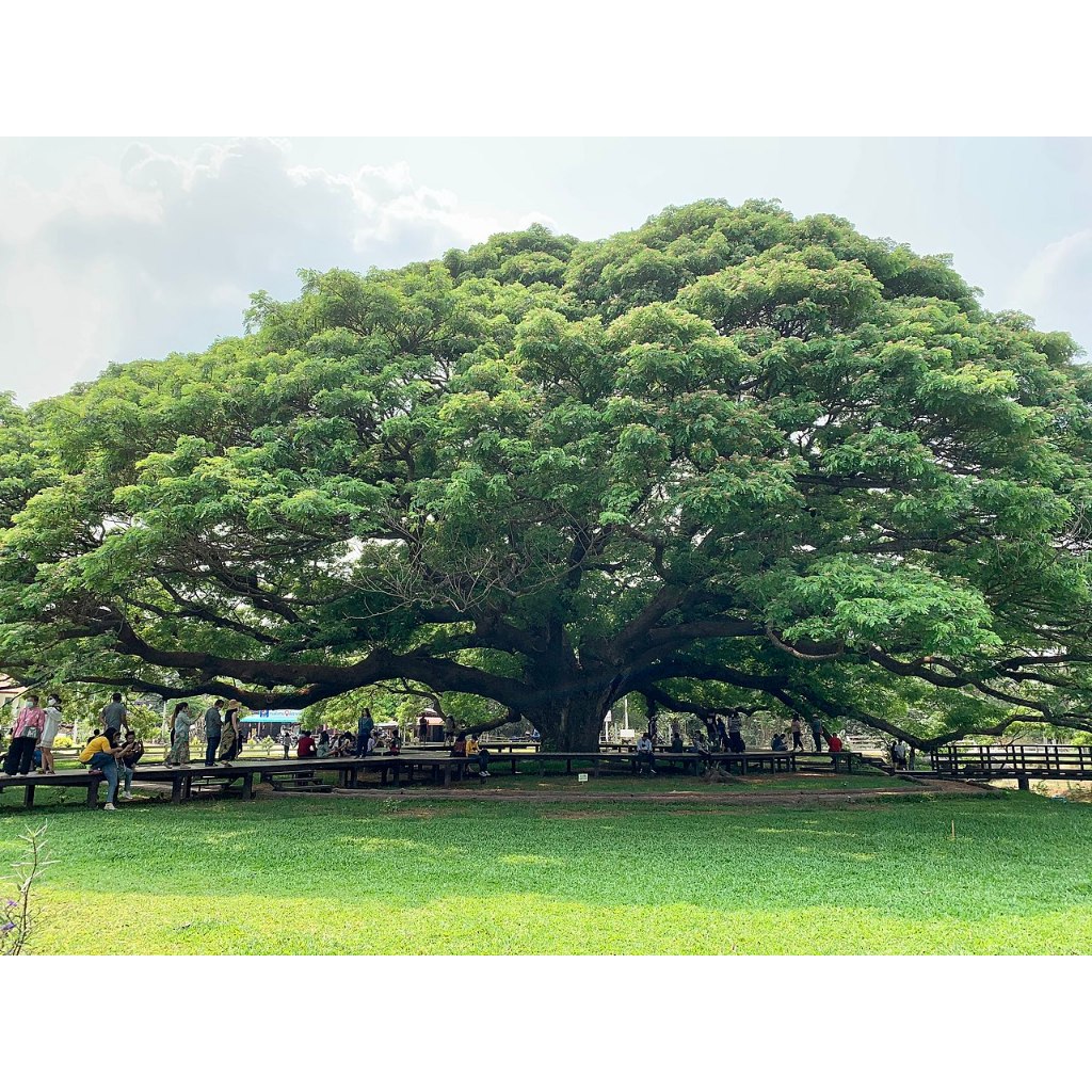 rain-tree-10
