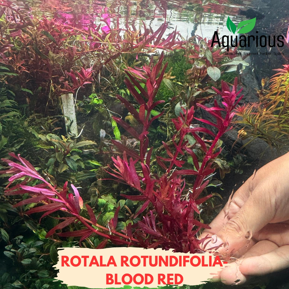Rotala rotundifolia "Blood Red" ( โรทาล่า บรัดเรด ) ไม้น้ำข้อสีแดงสด ...