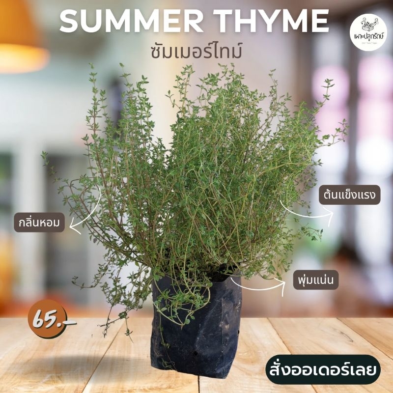 ต้นซัมเมอร์ไทม์ Summer Thyme #ไทม์ #สมุนไพรฝรั่ง | Shopee Thailand