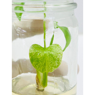 เนื้อเยื่อ มอนมิ้นท์ มอนสเตอร่ามิ้นท์ Monstera Borsi x deliciosa Mint ...