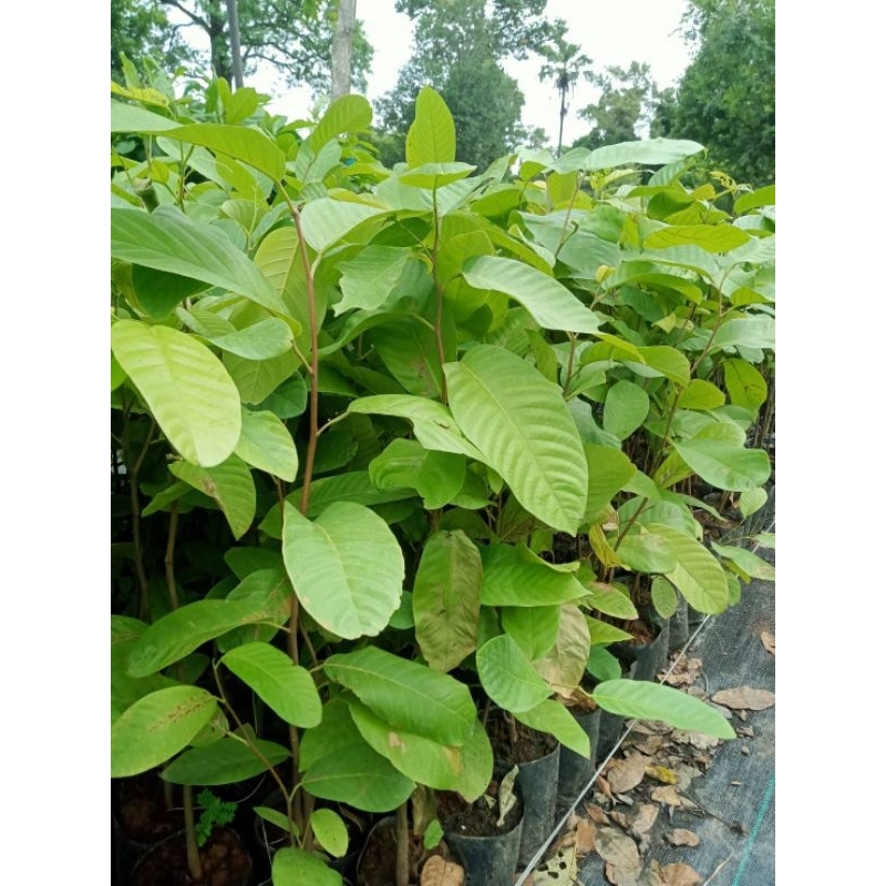 ต้นรัง ลักป้าว เปาดอกแดง ไม้เปา ส่งฟรี | Shopee Thailand