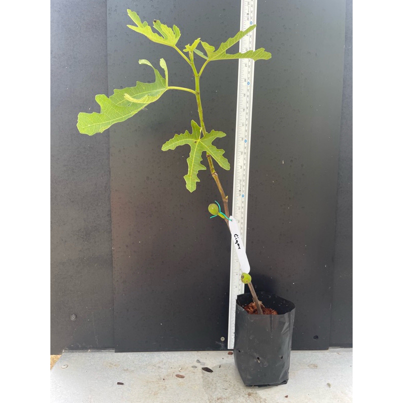มะเดื่อฝรั่ง Fig พันธุ์ Cigar | Shopee Thailand