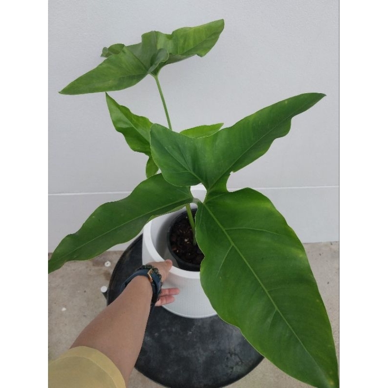 Philodendron Angela, Thaumayophyllum African Fantasy Angela ฟิโลเดนดรอน ...