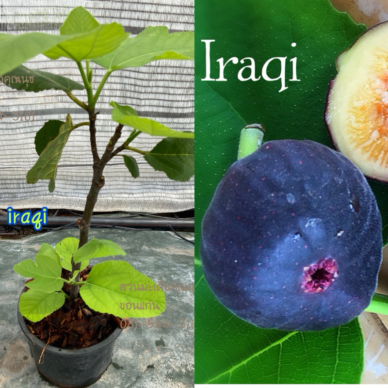 ต้นมะเดื่อฝรั่งอิรักกี้/iraqi figs tree | Shopee Thailand