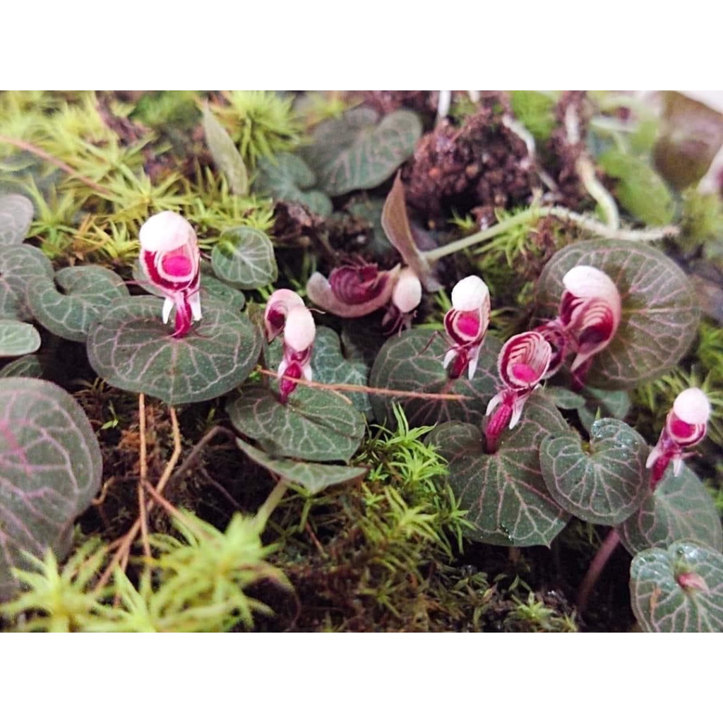 กล้วยไม้ เอื้องอัญมณี Corybas ดอกสวยน่ารัก กล้วยไม้ดิน กล้วยไม้จิ๋ว ...