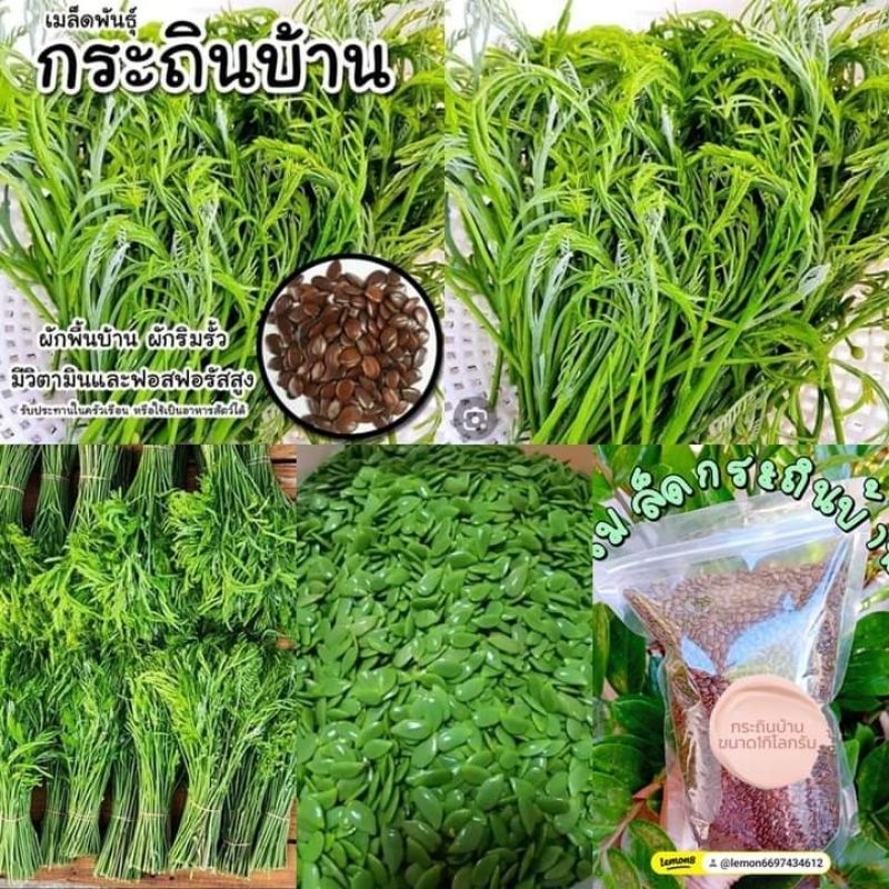 เมล็ดพันธุ์กระถินขนาด 1 กิโลกรัม 199 บาท | Shopee Thailand