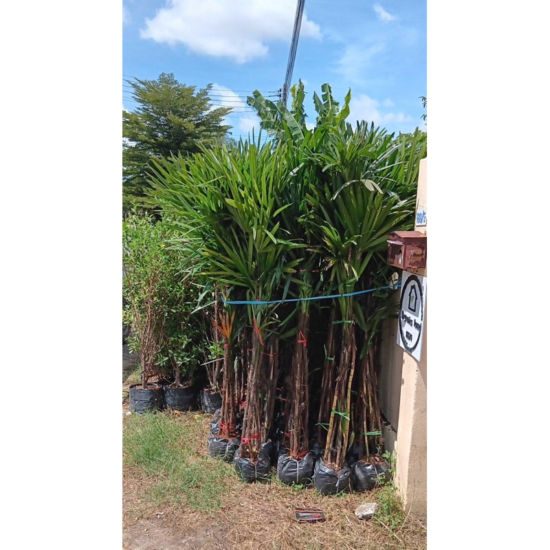 #ต้นจั๋ง ต้นจั๋งสูง 1.70 เมตร กอละ 4 ลำขึ้น ฟอร์มสวย | Shopee Thailand