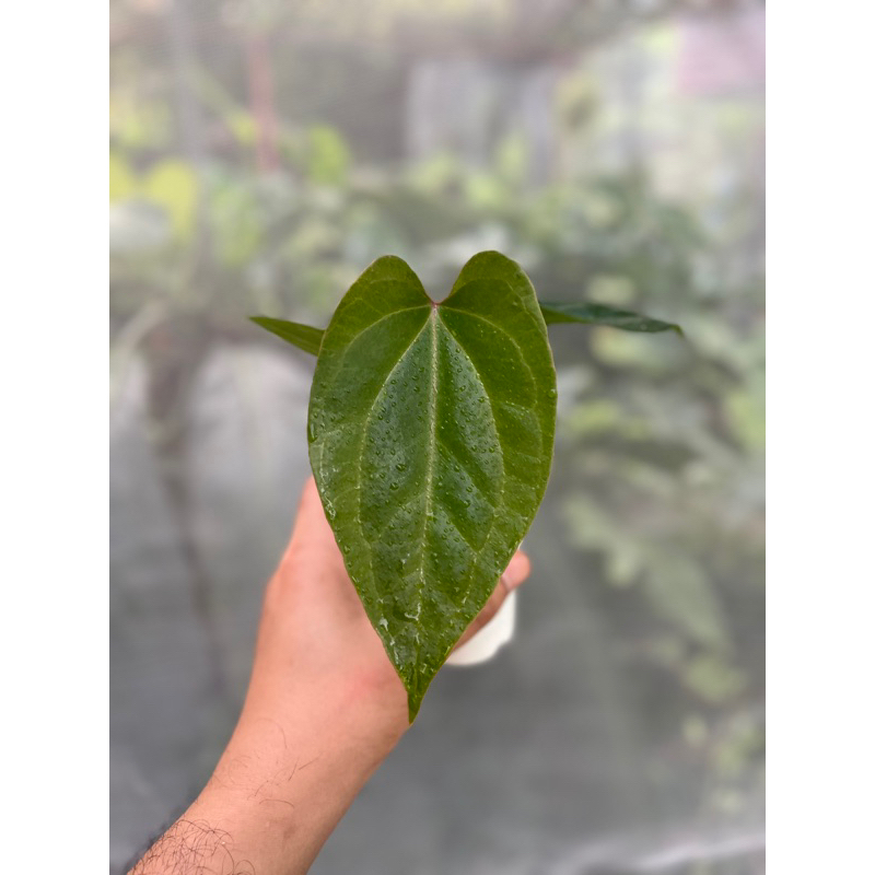 Anthurium nigrolaminum gigi (Sp.napo ) Cross Besseae aff ( round form ...