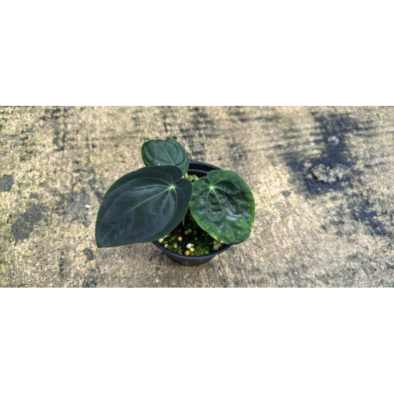 Anthurium papillilaminum guna yala (rare) ไซส์น่ารัก *ทักมาเลือกต้นก่อน ...