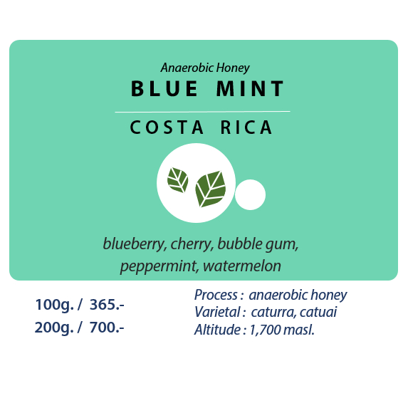 Costa Rica SHB Blue Mint (Anaerobic Honey) / 100g. / 200g. | Shopee ...