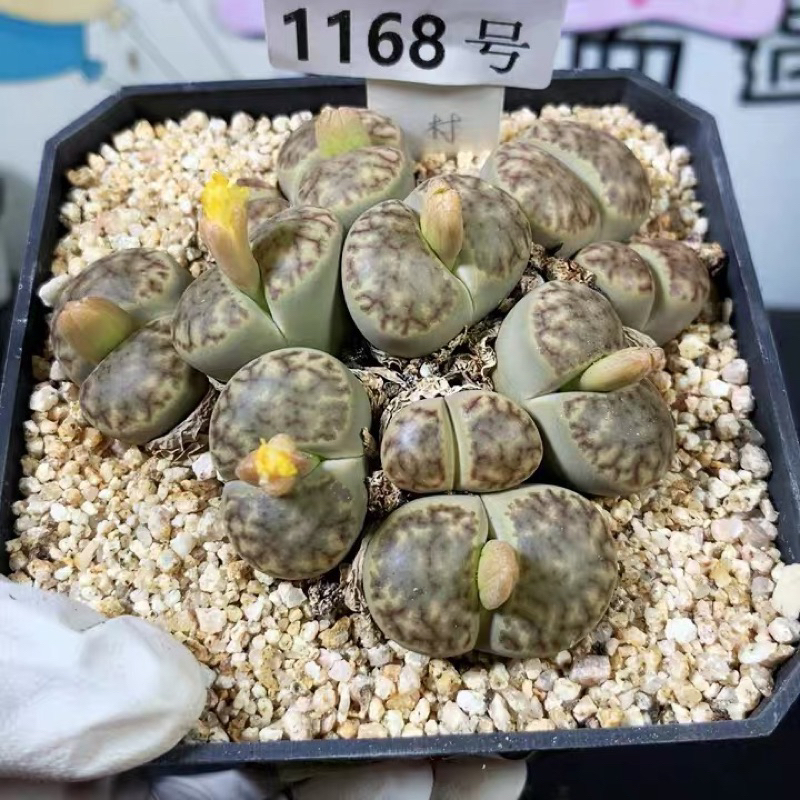Lithops bromfieldii v glaudinae C382. | Shopee Thailand