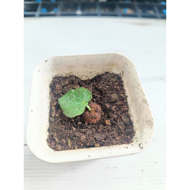 มะพร้าวทะเลทรายDorstenia barnimiana,taru ,kenya | Shopee Thailand