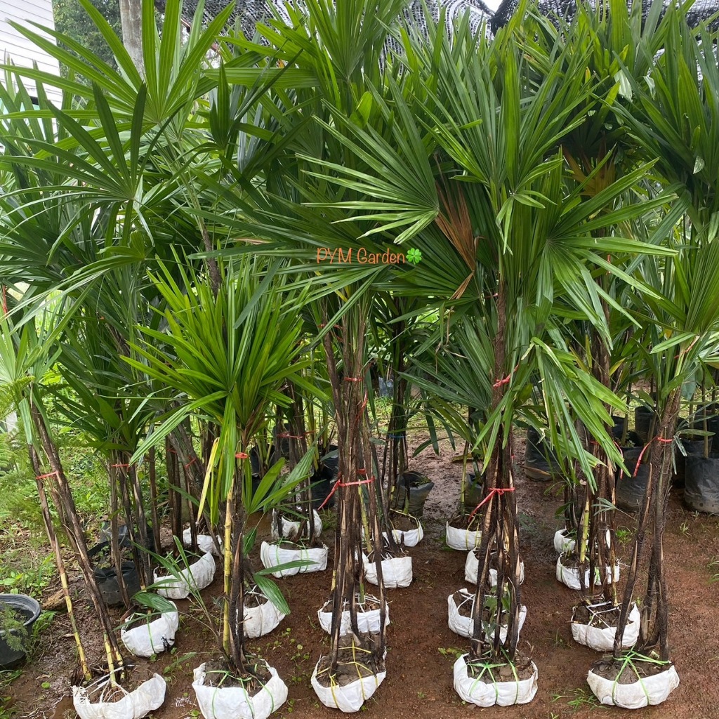 ต้นจั๋ง จั๋ง (Lady palm) สูง1.8-2เมตร ไม้ฟอกอากาศยอดนิยม ปลูกในห้องได้ ...