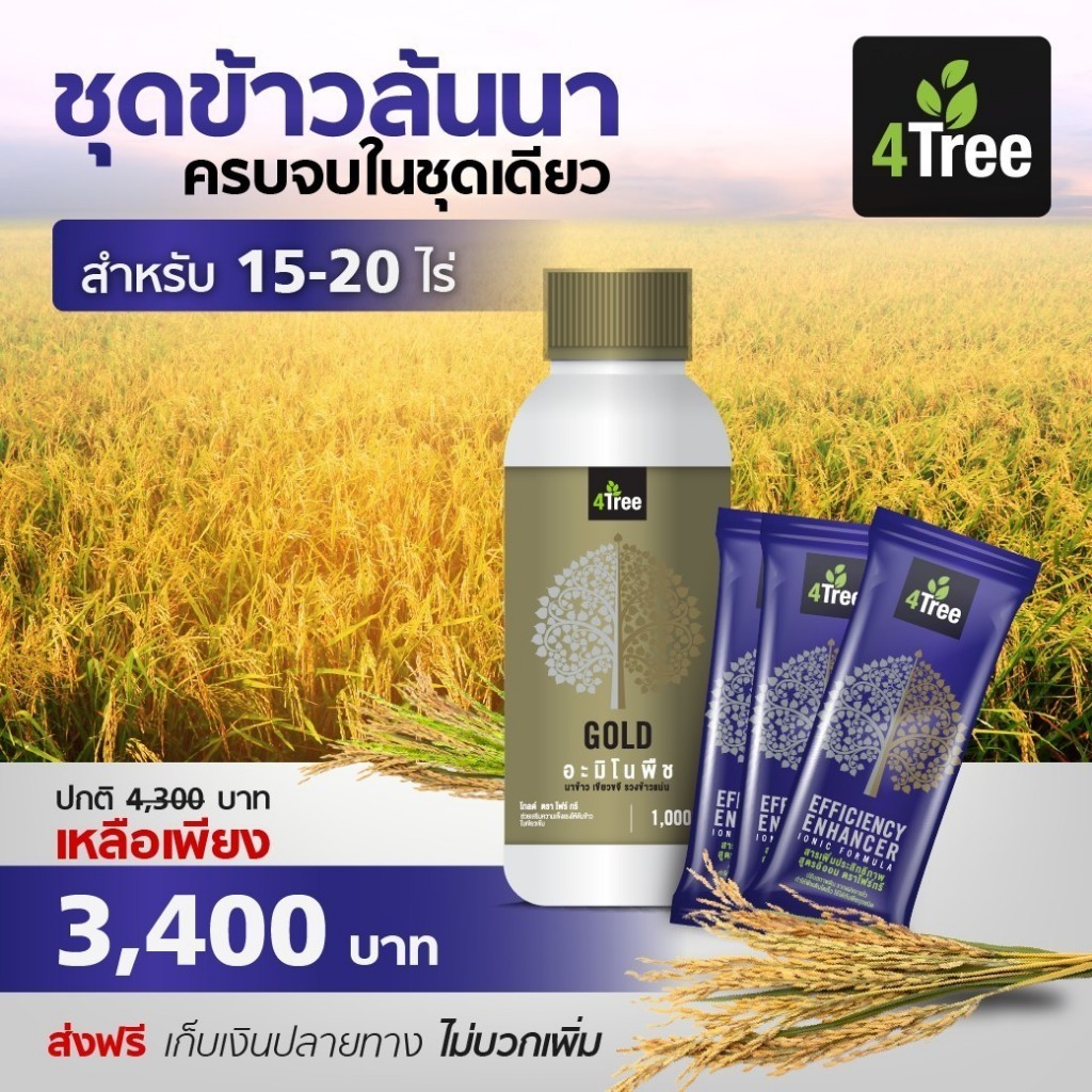 โฟร์ทรี 4Tree 3ซอง + อะมิโนโกลด์ Amino Gold 1ลิตร (เซตแนะนำ) ทนแล้ง เม็ดเต่ง น้ำหนักดี ใช้ได้ 15 ...