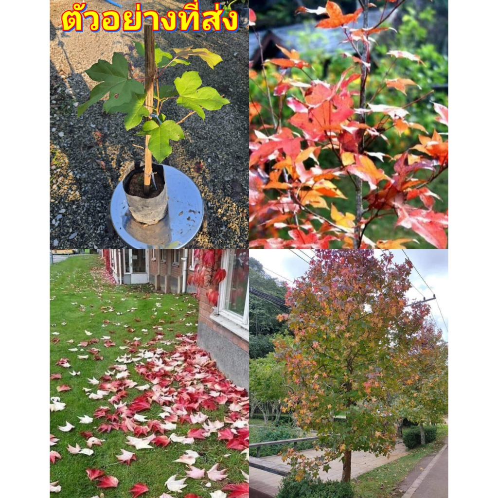 (1ต้น) ต้น เมเปิ้ลหอม เมเปิลไต้หวัน เมเปิ้ล maple tree taiwan / นาวิน ...