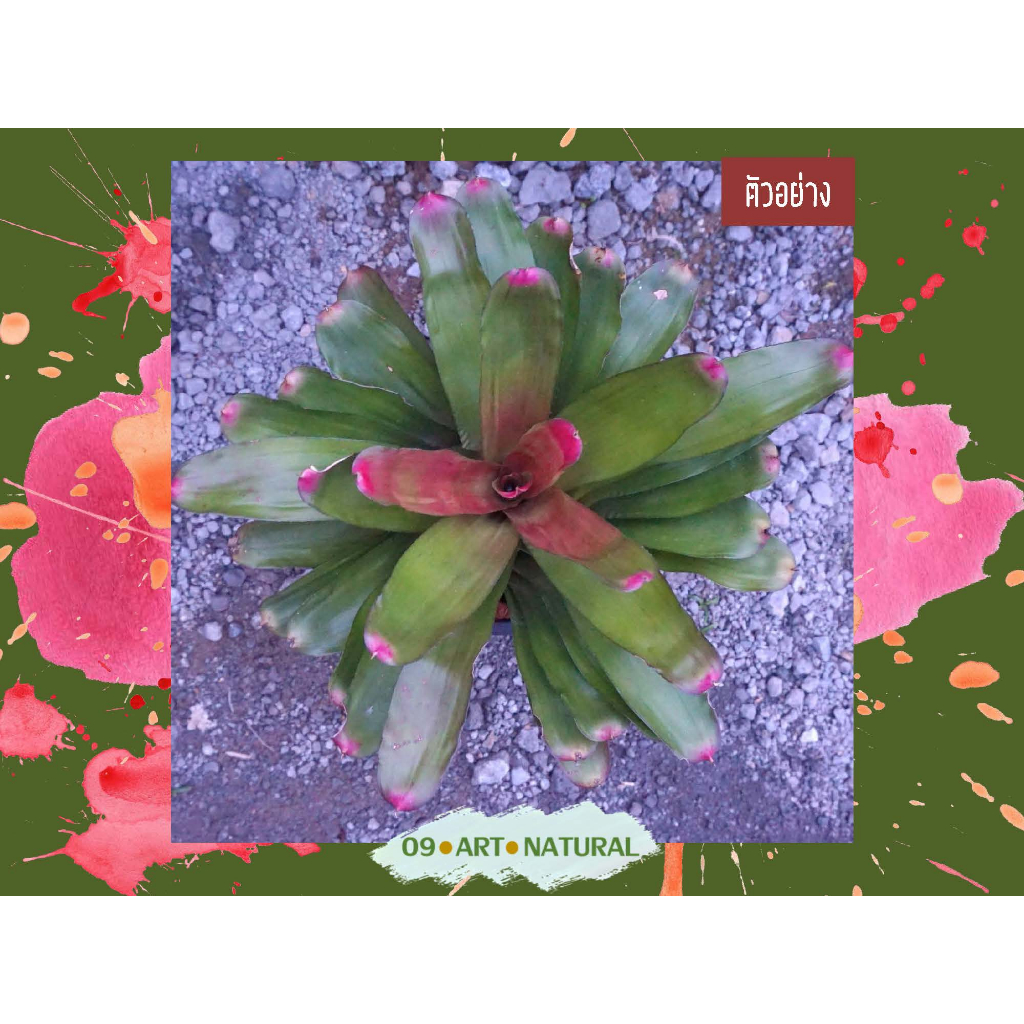 สับปะรดสี Neo. 'Cranberry' | Shopee Thailand