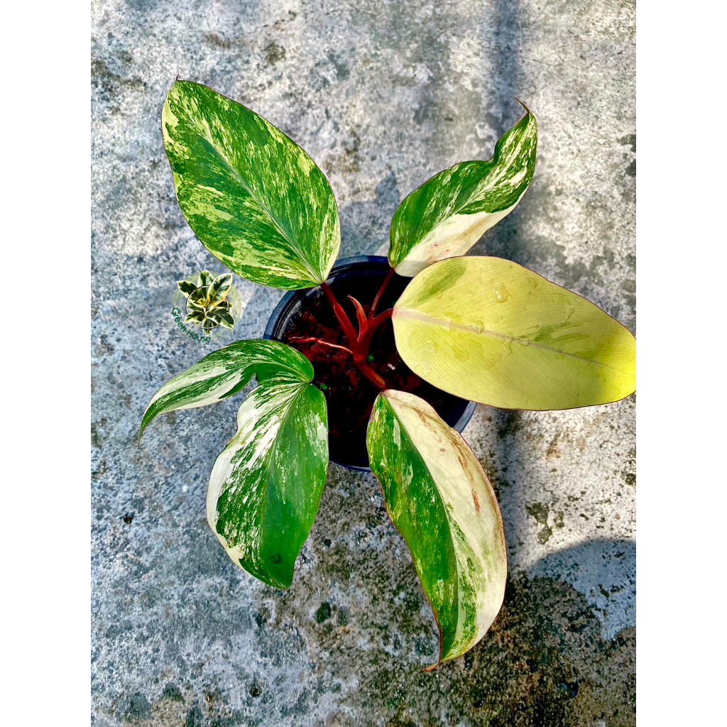 Philodendron Red Emerald Strawberry Shake Variegated ฟิโลเดนดรอน เรดเอม ... Philodendron Red Emerald Strawberry Shake Variegated ฟิโลเดนดรอน เรดเอม ...