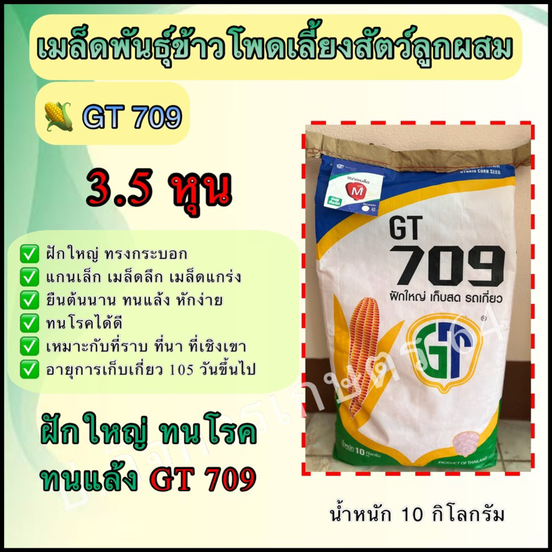 เมล็ดพันธุ์ข้าวโพดเลี้ยงสัตว์ GT709 เม็ด 3.5 หุน ขนาด 10 กิโลกรัม เหมาะ ...