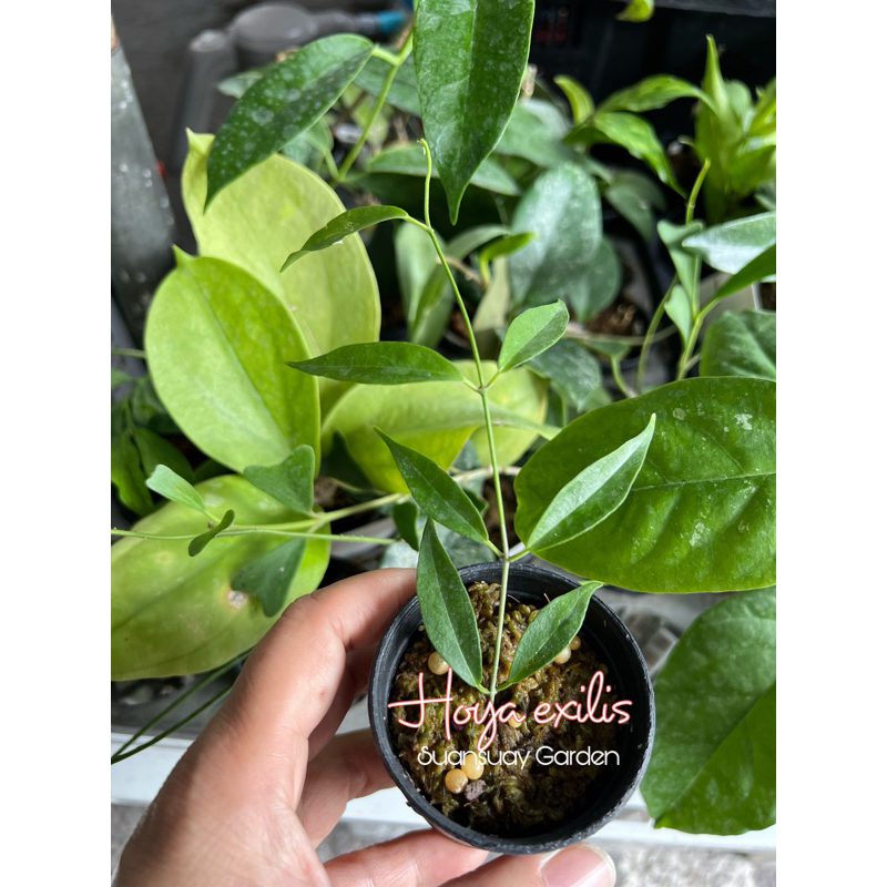 Hoya Exilis โฮยาใบทรงเรียวยาว ดอกสีขาว ปลายกลีบอมชมพู น่ารักมาก ...