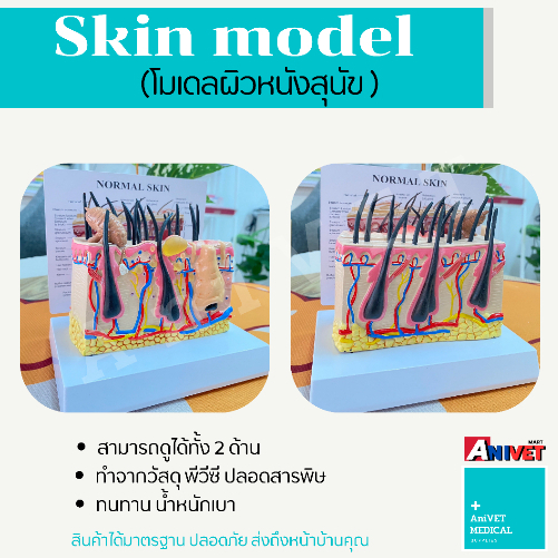 โมเดลผิวหนัง(Skin model) โมเดลหูสุนัขสำหรับสัตวแพทย์การสอนการวิจัย ...