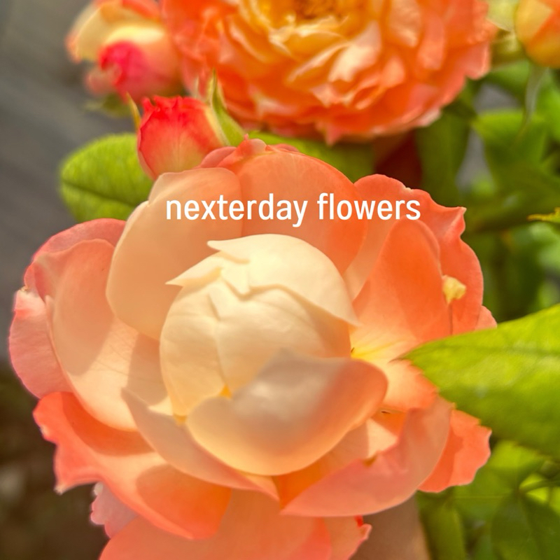 กุหลาบ Princess Suki rose สาวญี่ปุ่นทรงพุ่ม ดอกเป็นช่อ ดอกน่ารักทรงถ้วย ...