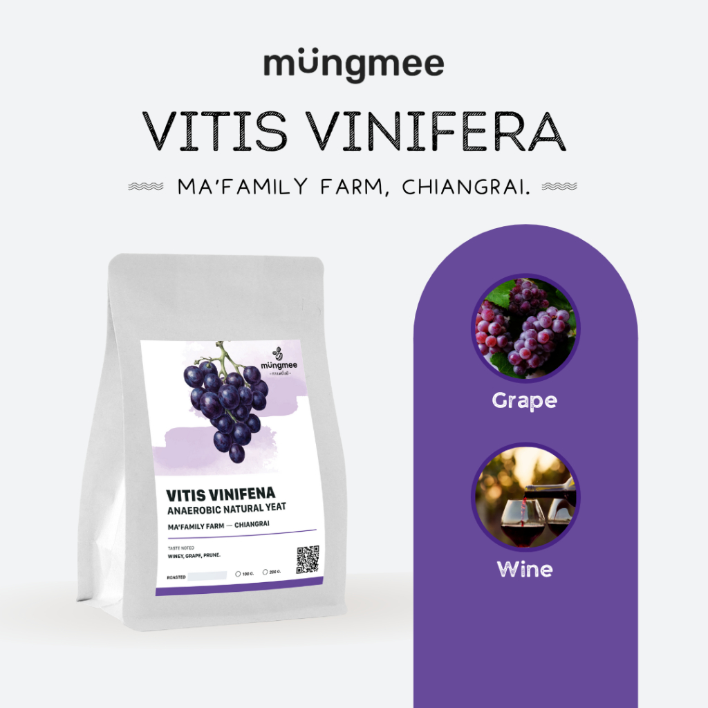Mungmee Coffee เมล็ดกาแฟ คั่วอ่อน ไร่กาแฟครอบครัวมะ - Vitis Vinifera ...