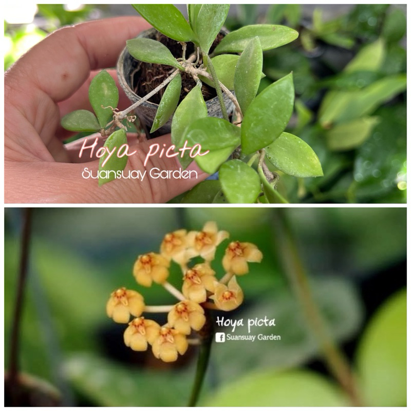 Hoya picta โฮยาใบกลมปลายเรียว ดอกสีเหลืองสด น่ารัก จัดส่งในกระถางขนาด1 ...